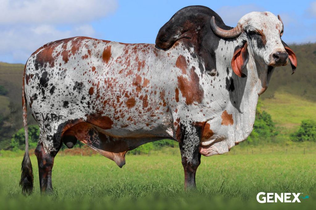 Evolua a genética do seu Gir Leiteiro com o EDANK - Genex Brasil - Blog
